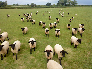 The Jolly Goose Cº: Sheep